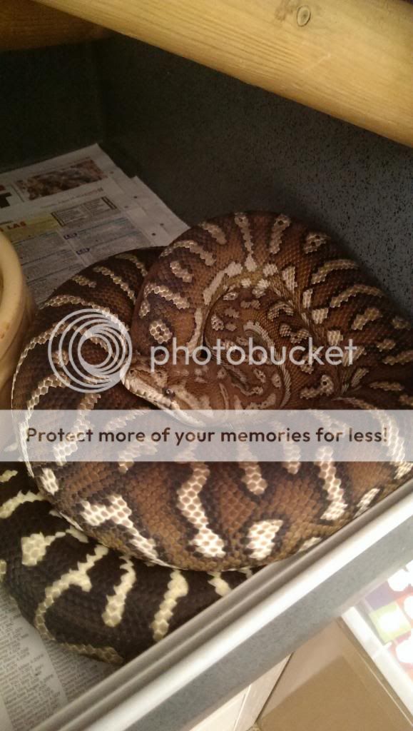 ** Carpet Python Thread ** | Page 104 | Reptile Forums