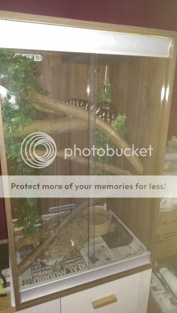 ** Carpet Python Thread ** | Page 104 | Reptile Forums