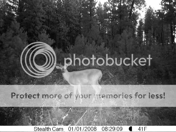 Are these two different bucks? | Archery Talk Forum